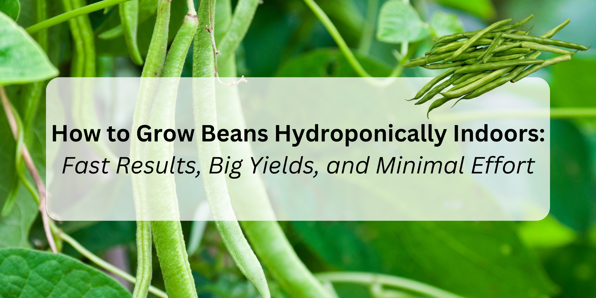 How to Grow Beans Hydroponically Indoors: Fast Results, Big Yields, an ...