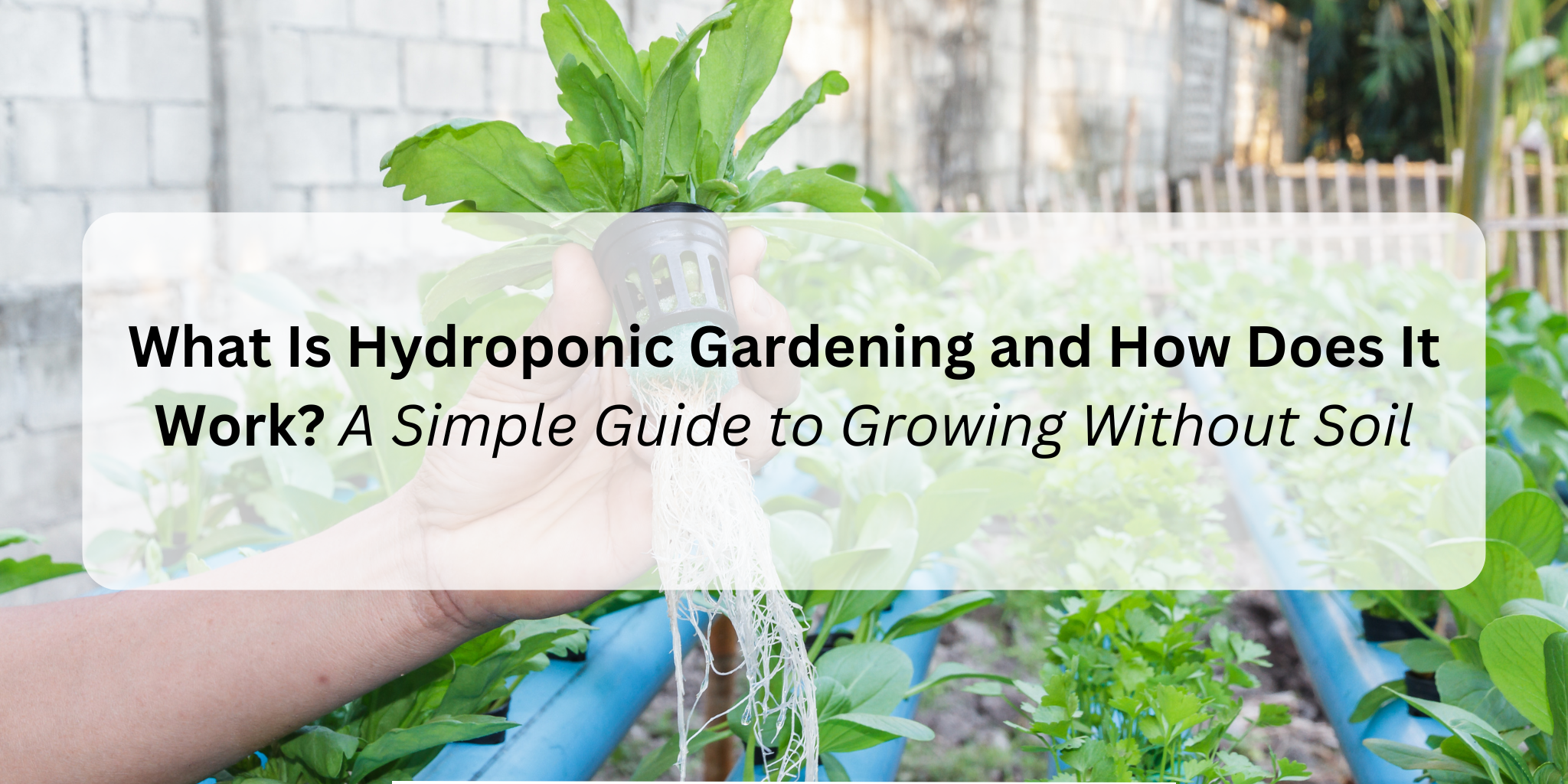 What Is Hydroponic Gardening and How Does It Work? A Simple Guide to G ...
