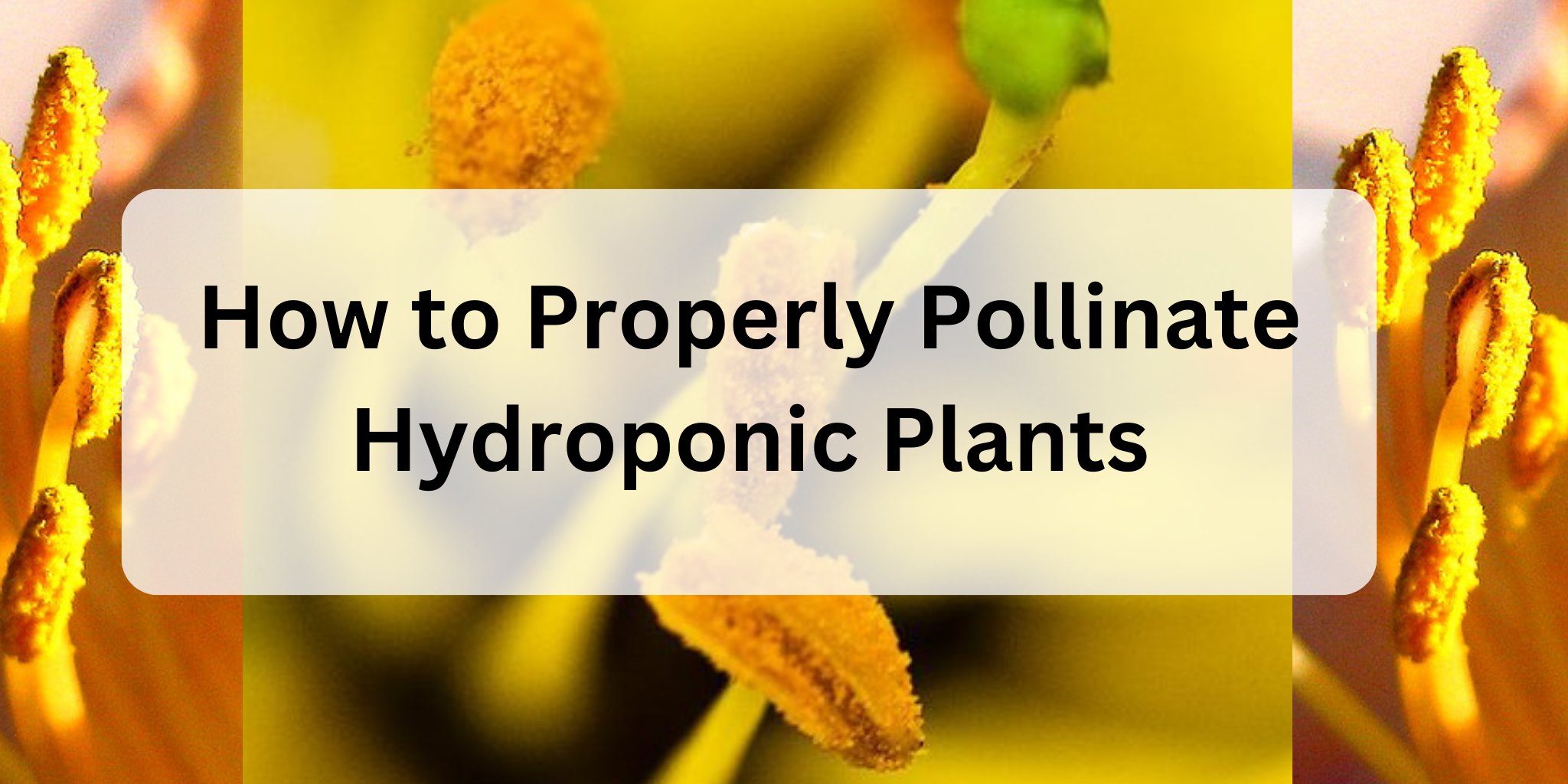 How to Properly Pollinate Hydroponic Plants: A Detailed Guide for Opti ...