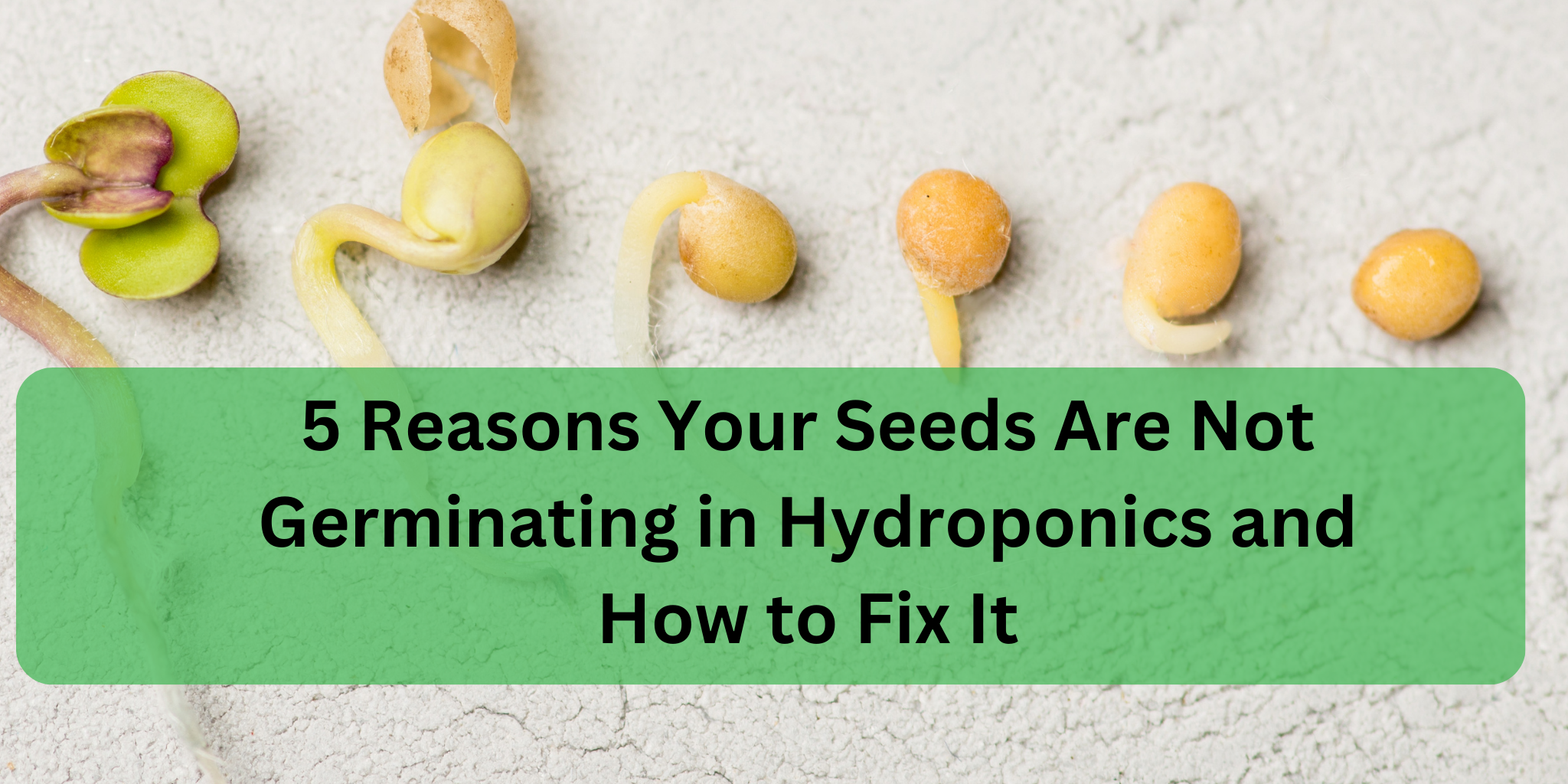 5 Reasons Your Seeds Are Not Germinating in Hydroponics and How to Fix ...